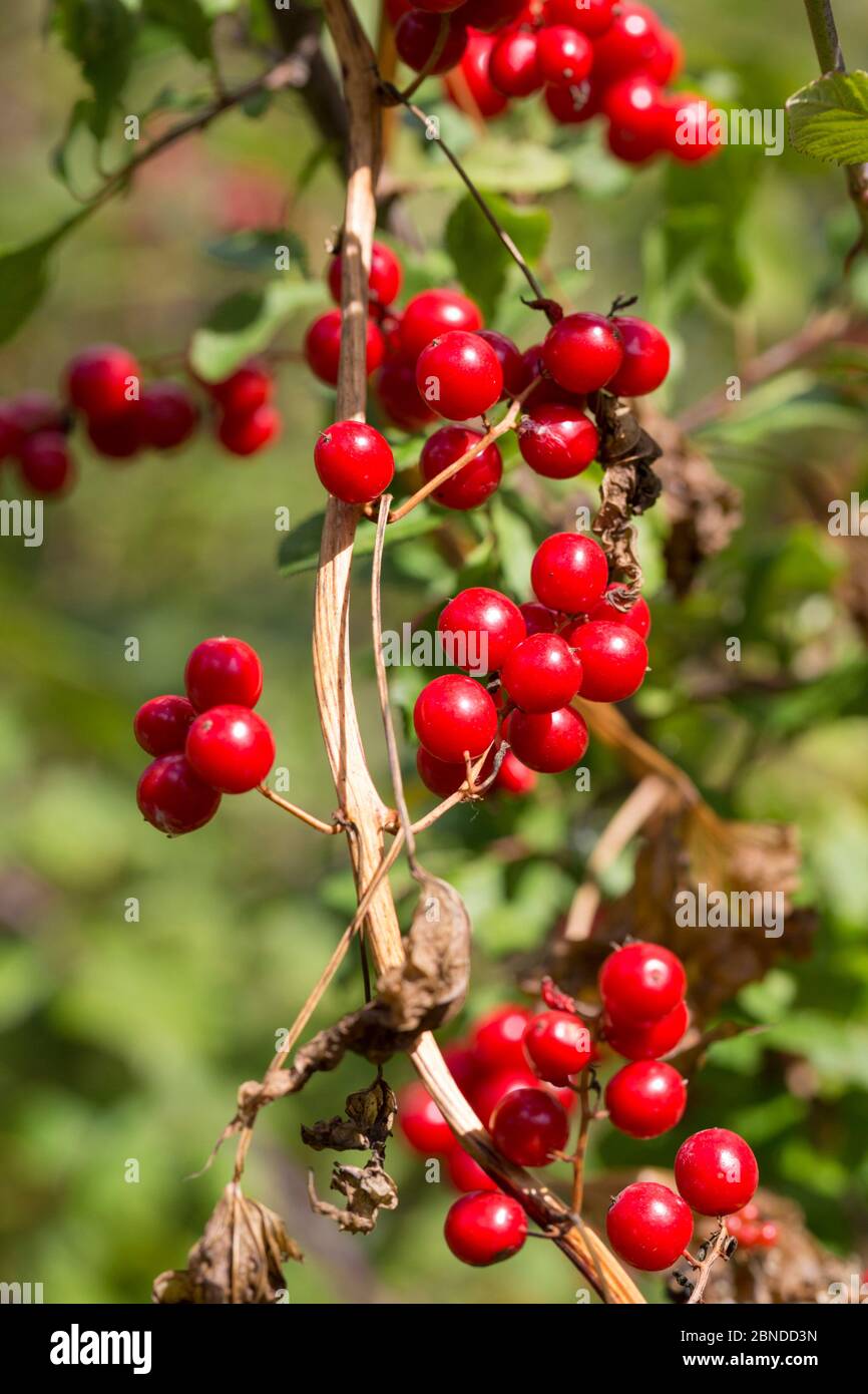 Black bryony tamus communis hi-res stock photography and images - Alamy