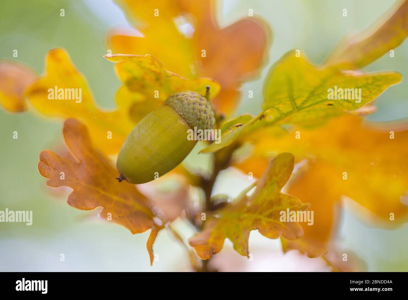 English oak (Quercus robur) acorn. Cambridgeshire, UK. September Stock ...
