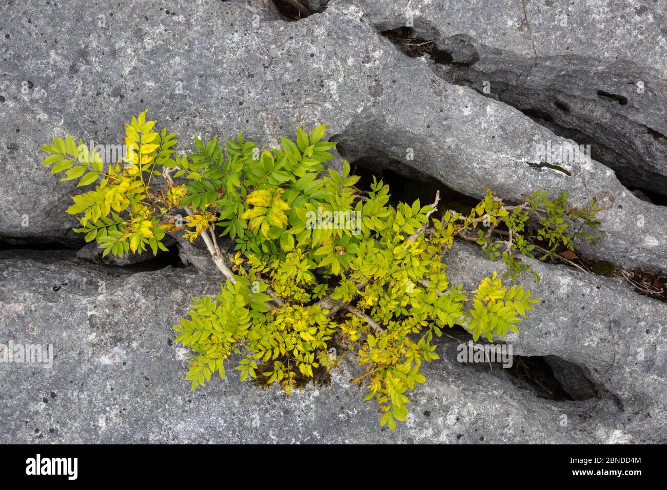 Stunted Ash tree (Fraxinus excelsior) growing in limestone pavement ...