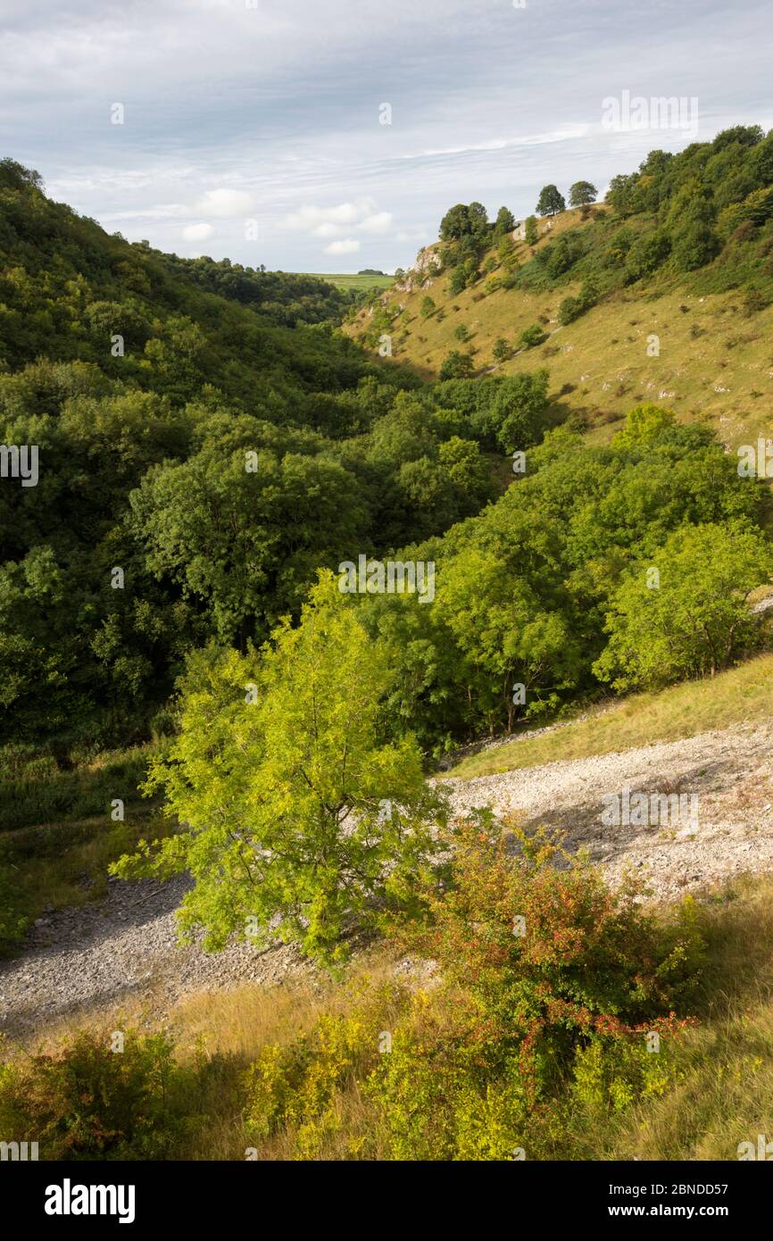 Ash trees (Fraxinus excelsior) growing on limestone scree in Lathkill ...