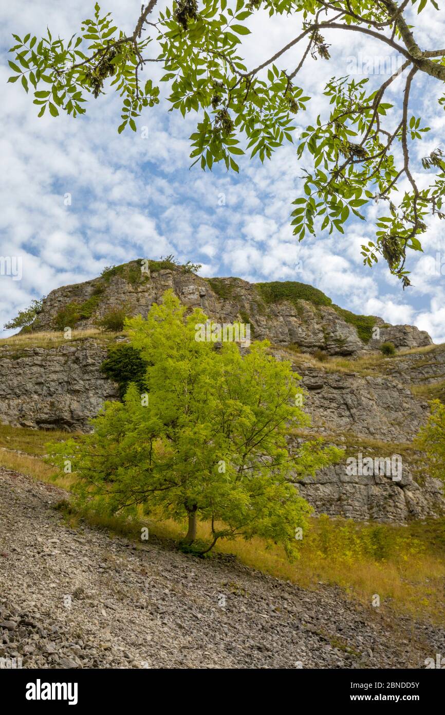 Ash trees (Fraxinus excelsior) growing on limestone scree in Lathkill ...
