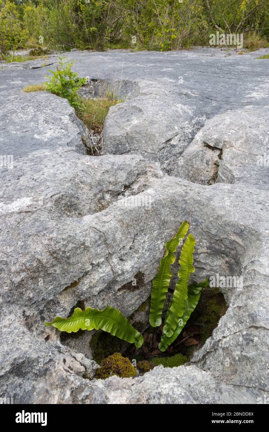 Harts tongue fern in limestone gryke hi-res stock photography and ...