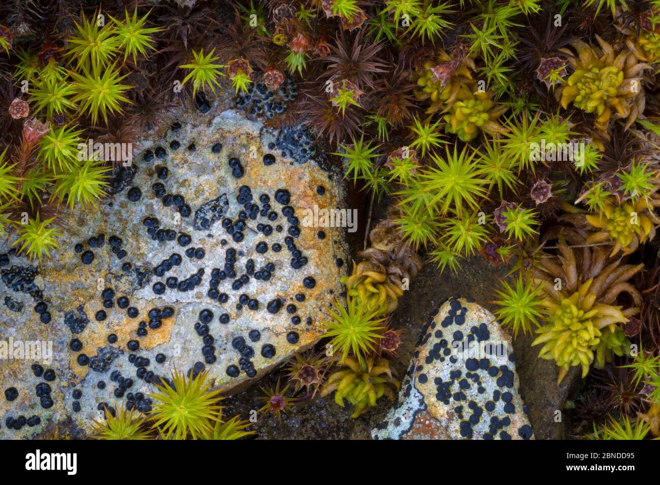 Lichens (Lecidea sp.) and mosses (Spagnum sp. and Polytrichum sp ...