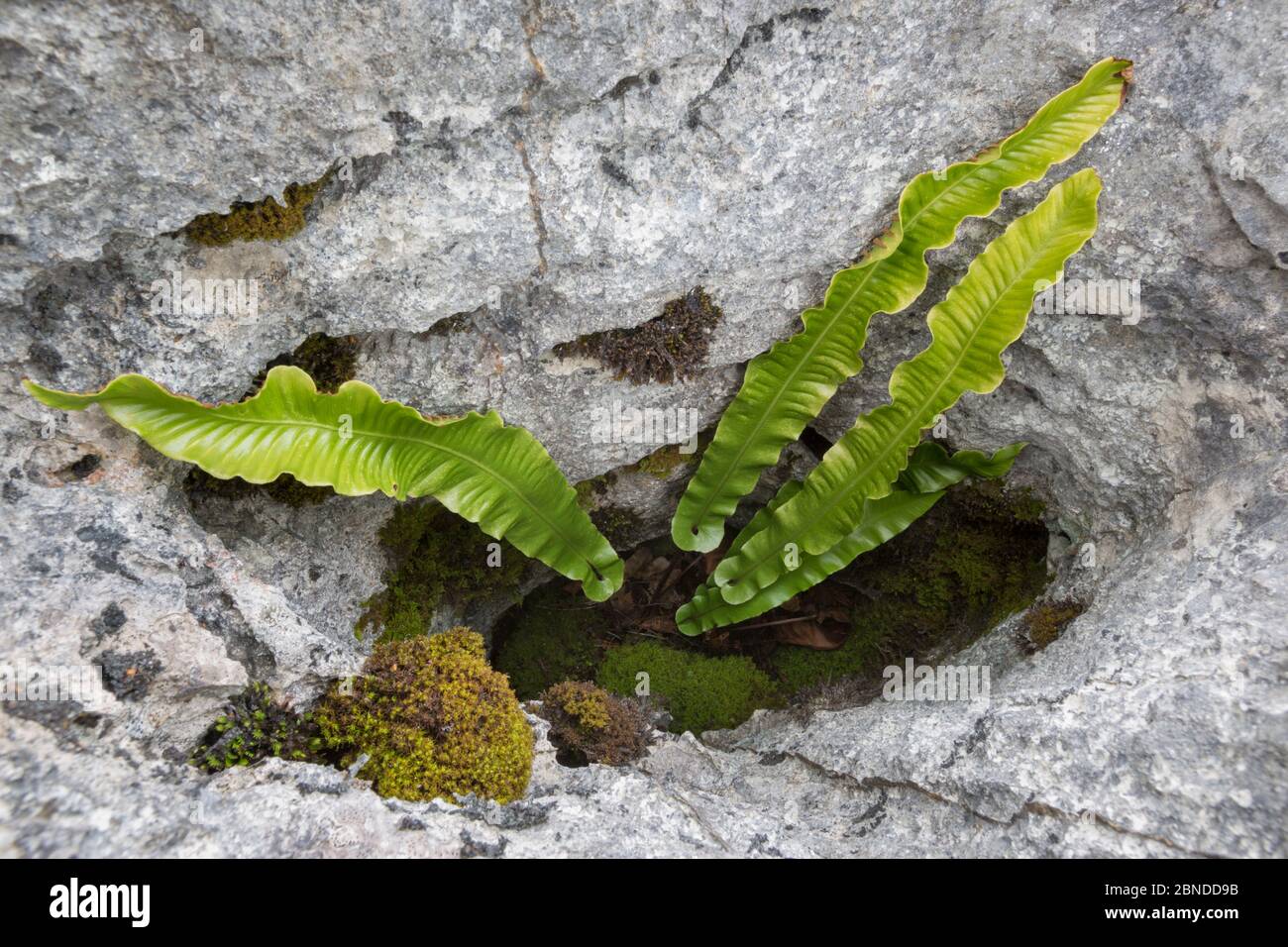 Hart's tongue fern (Asplenium scolopendrium) growing in limestone ...