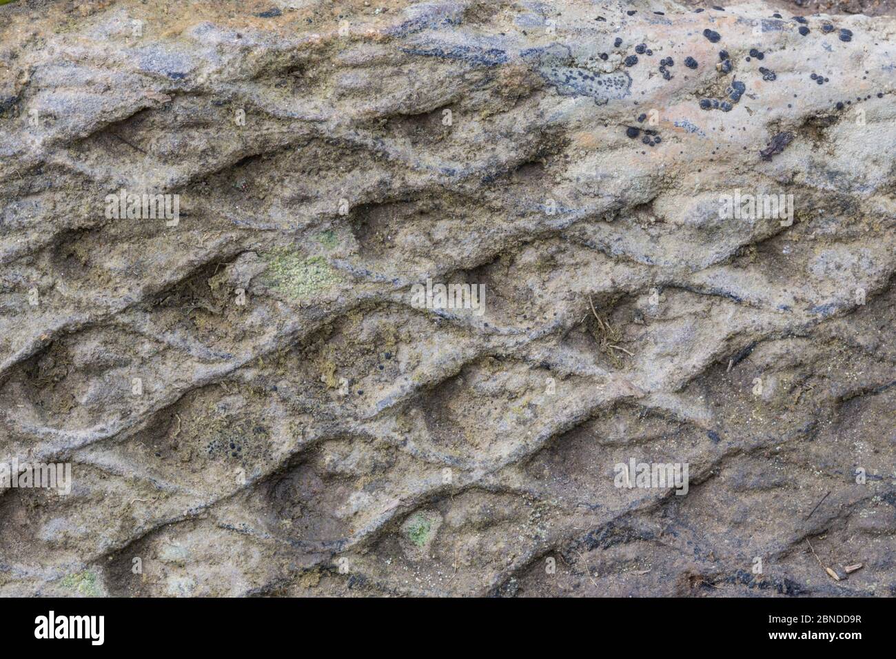 Lycopod plant fossil in sandstone. Peak Distirct National Park ...
