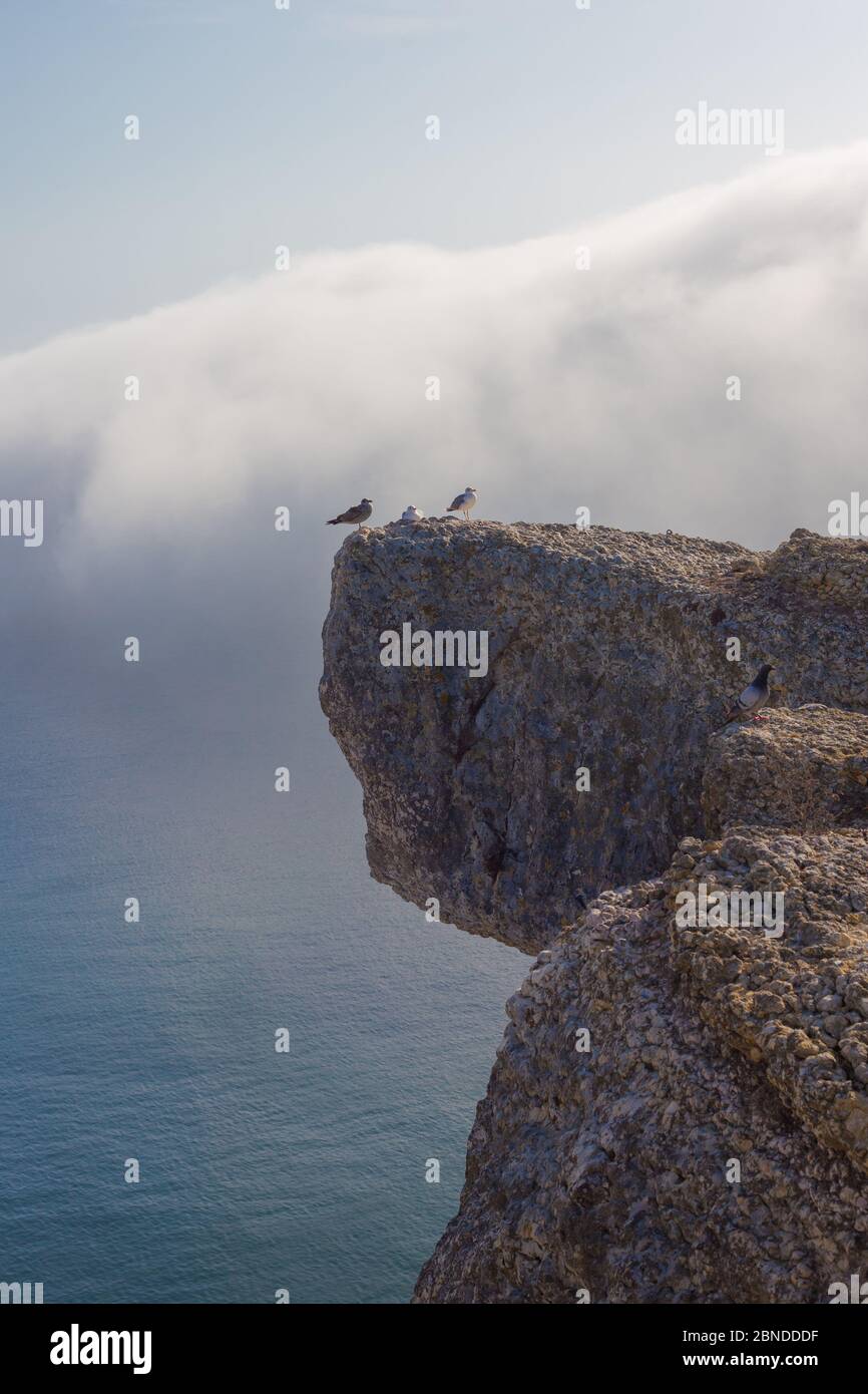 Seagull bird standing feet on cliff in Atlantic Ocean Stock Photo - Alamy