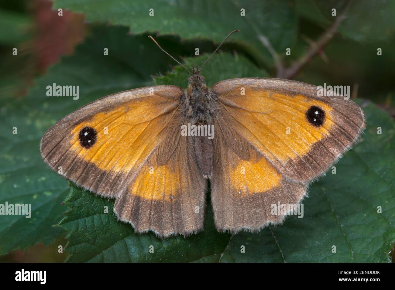 Gatekeeper / Hedge brown butterfly (Pyronia tithonus) female basking on ...