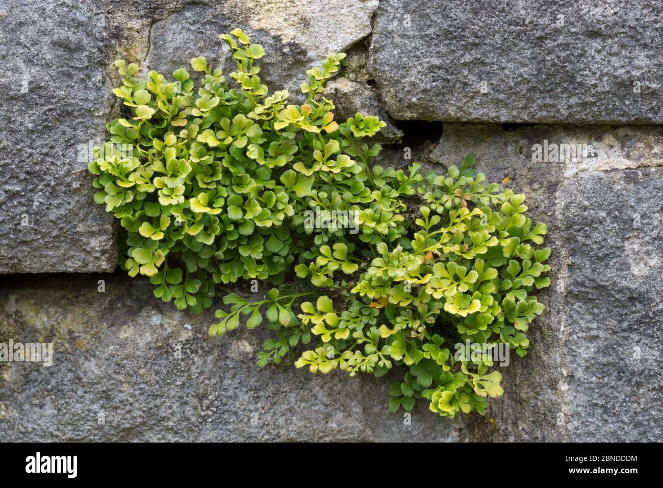Phyllitis ruta muraria hi-res stock photography and images - Alamy