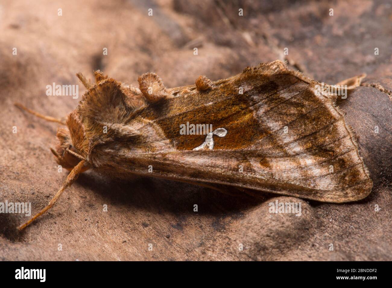 Plain Golden Y moth (Autographa jota) Peak District National Park ...
