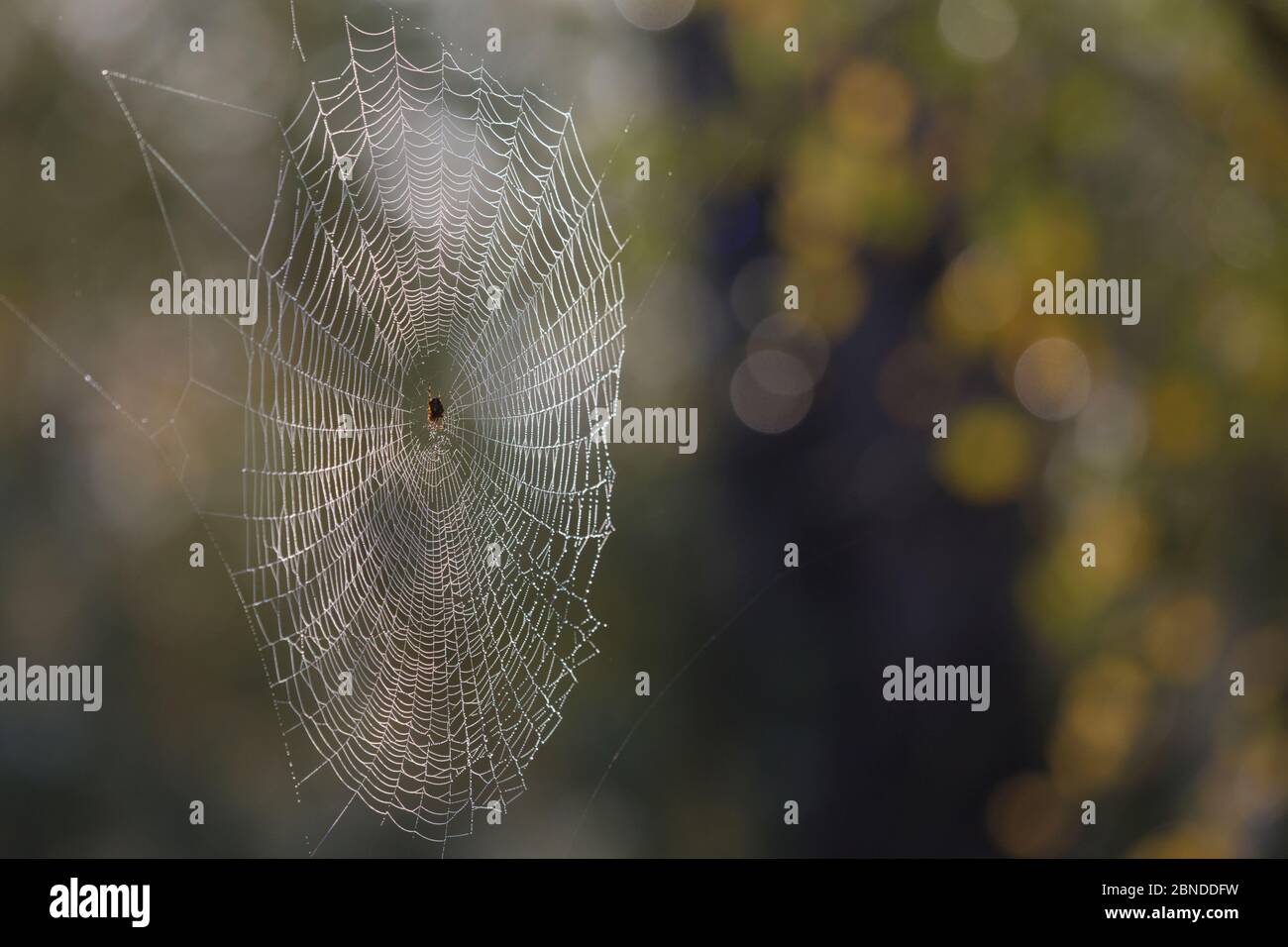 Garden spider (Araneus diadematus) female in orb web. Thursley Common ...