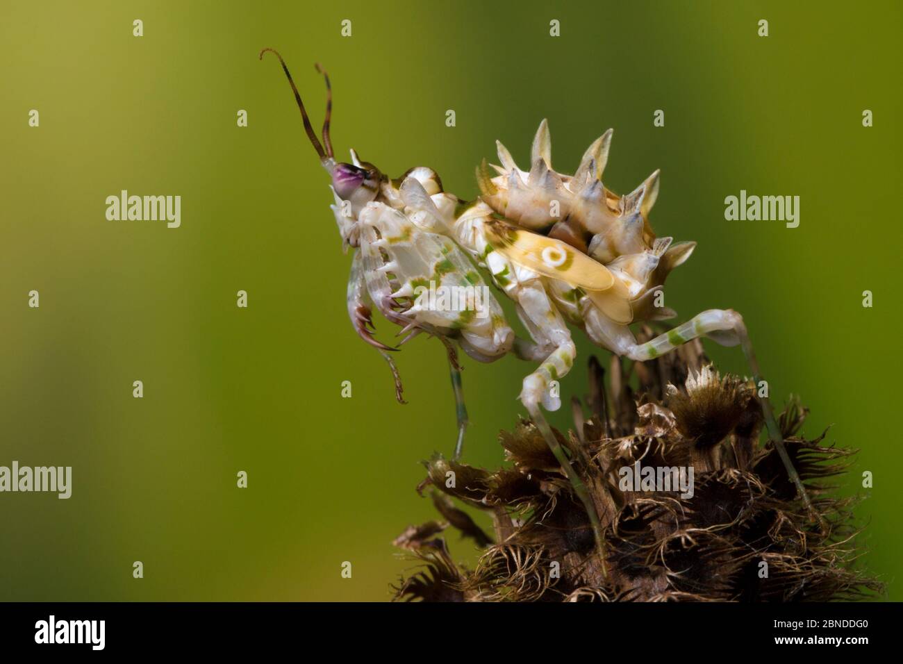 Spiny flower nymph mantid hi-res stock photography and images - Alamy
