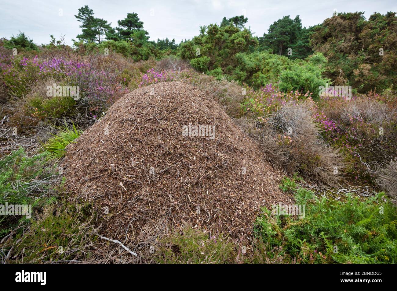 Formica dorsata hi-res stock photography and images - Alamy