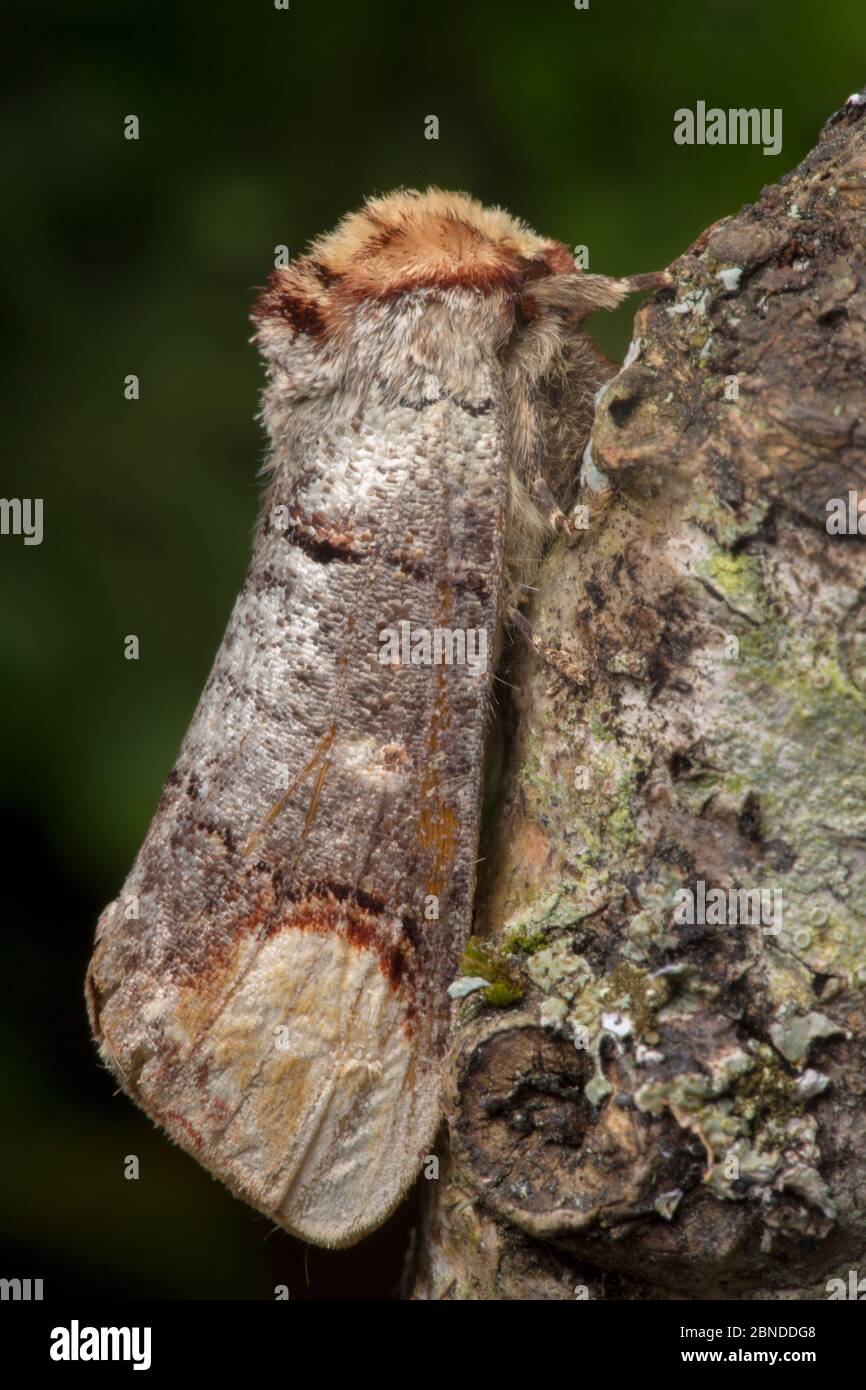 Buff-tip moth (Phalera bucephala) Dorset, UK. August Stock Photo - Alamy