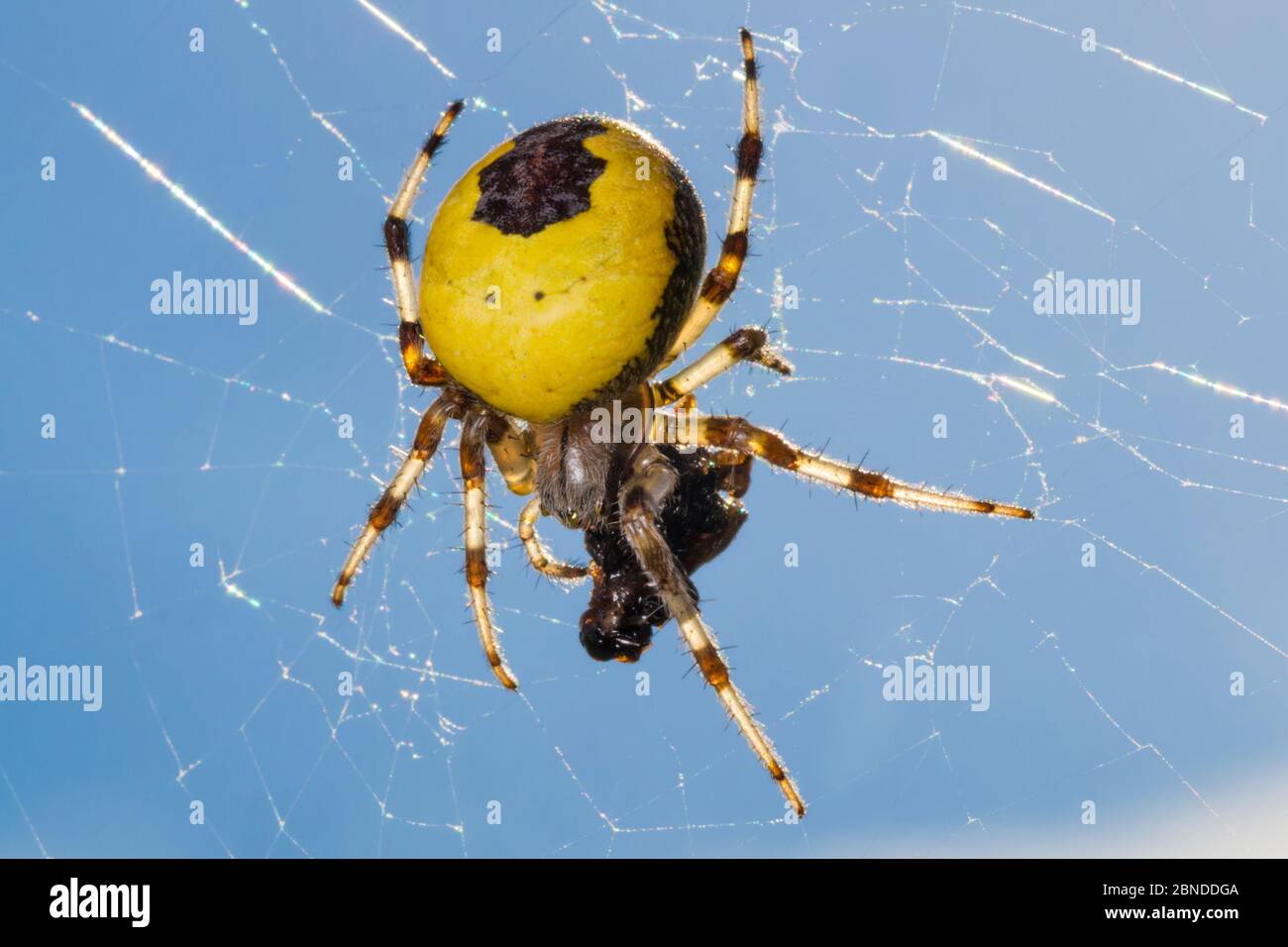 Marbled Orb Weaver Spider Araneus Marmoreus Var Pyramidatus Female With Insect Prey In Web