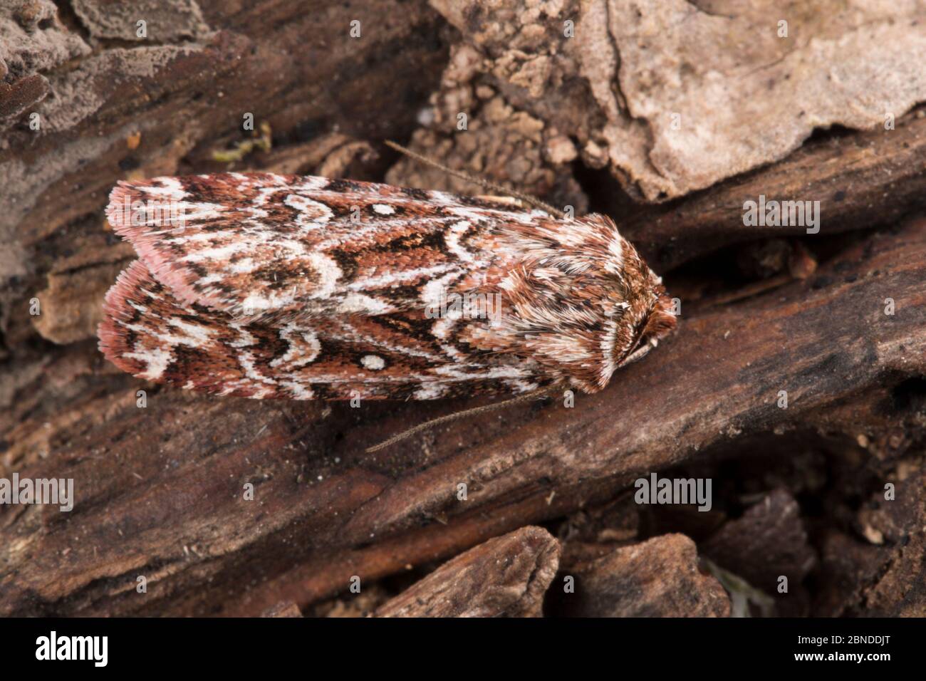 True lover's knot moth (Lycophotia porphyrea) Dorset, UK. August Stock ...
