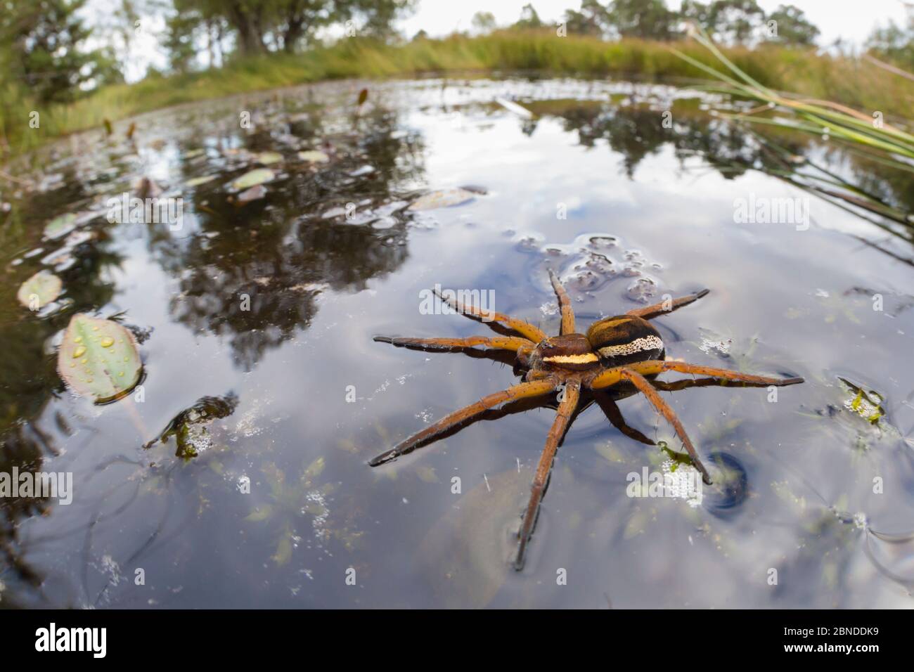 Raft Spider (Dolomedes fimbriatus) female on heathland pool. Note wing ...