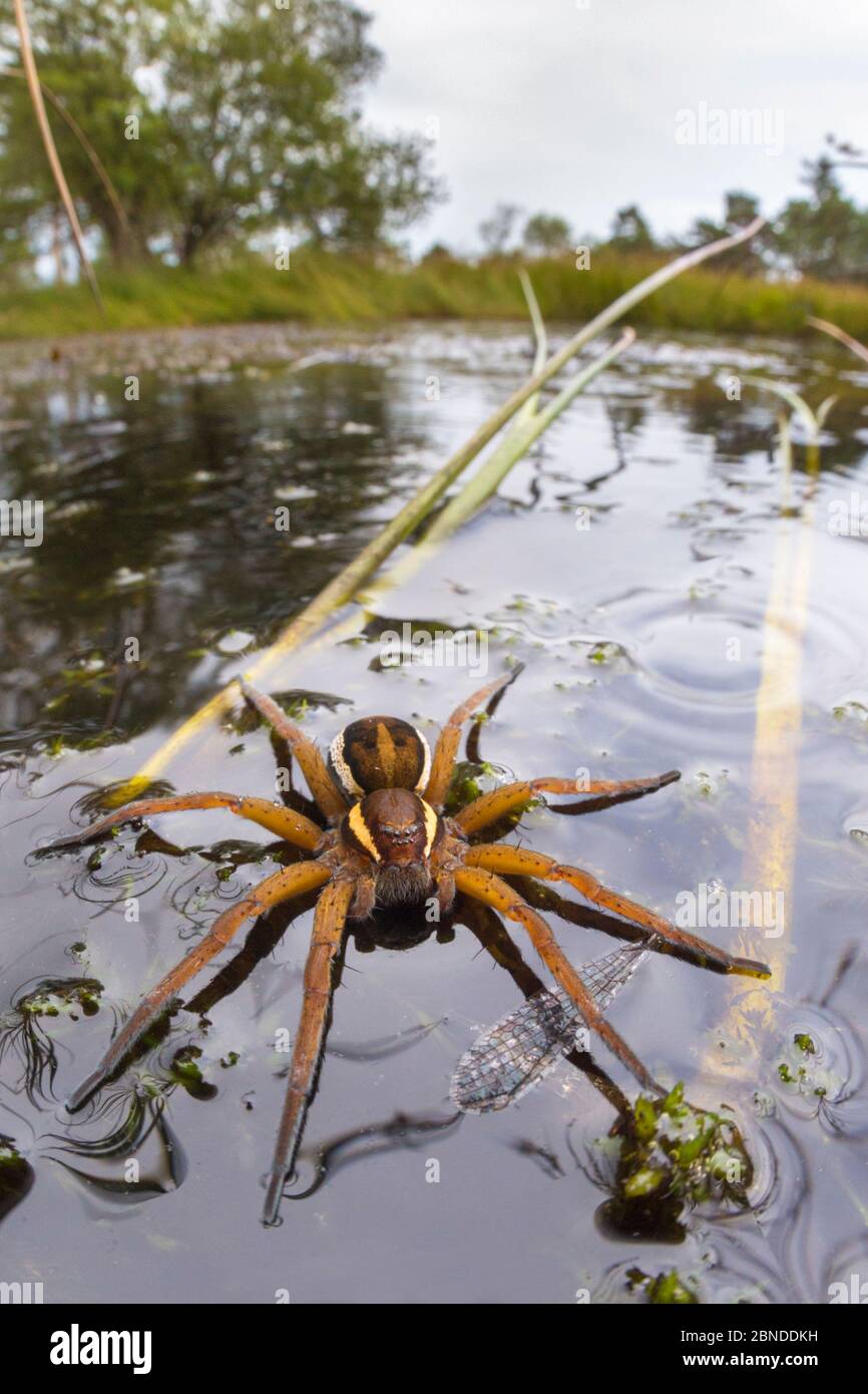 Raft Spider (Dolomedes fimbriatus) female on heathland pool. Note wing ...