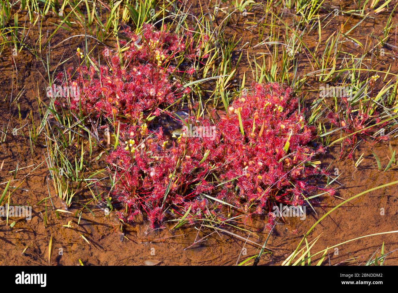 Hybrid Sundew (Drosera x obovata), a naturally occuring hybrid (Drosera ...