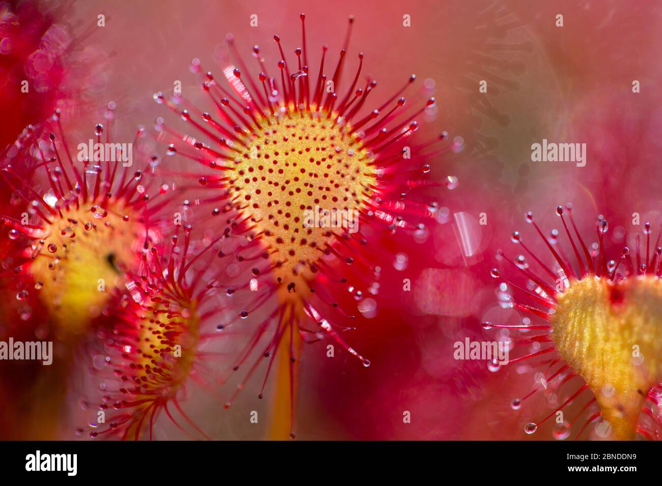 Hybrid Sundew (Drosera x obovata), a naturally occuring hybrid (Drosera ...