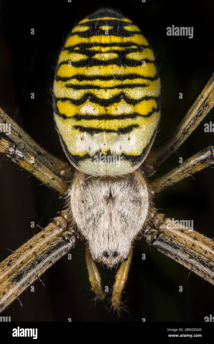 Wasp spider (Argiope bruennichi) female, Dorset, UK. August. Invasive ...