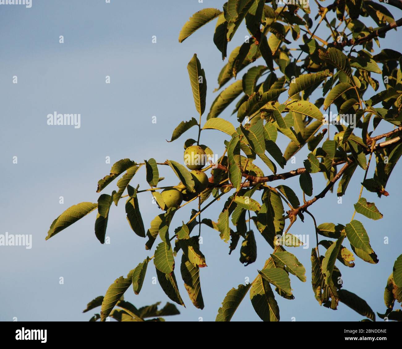 Under ripe walnuts growing on a walnut tree in north east Italy Stock ...