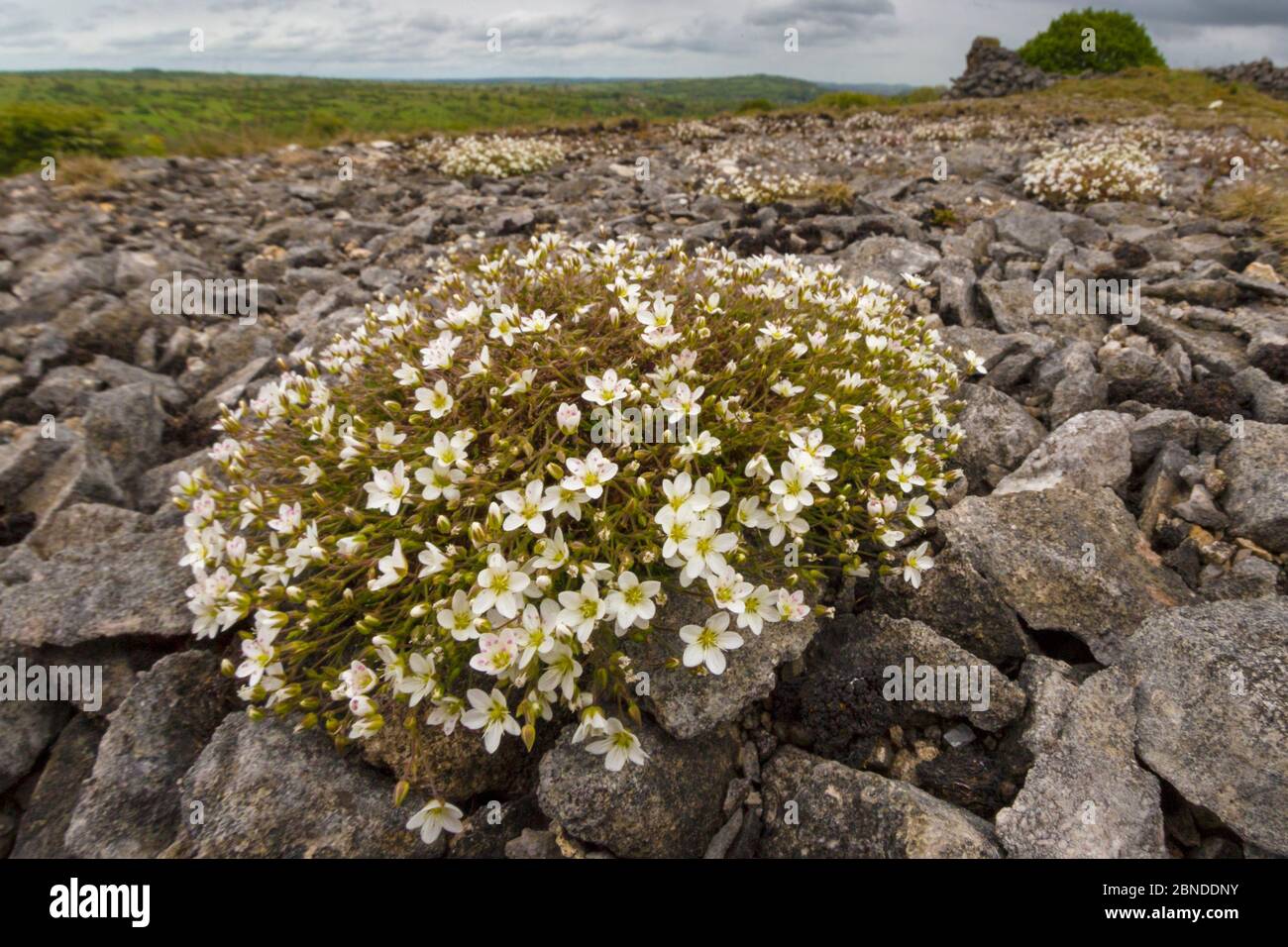 Minuartia verna hi-res stock photography and images - Alamy