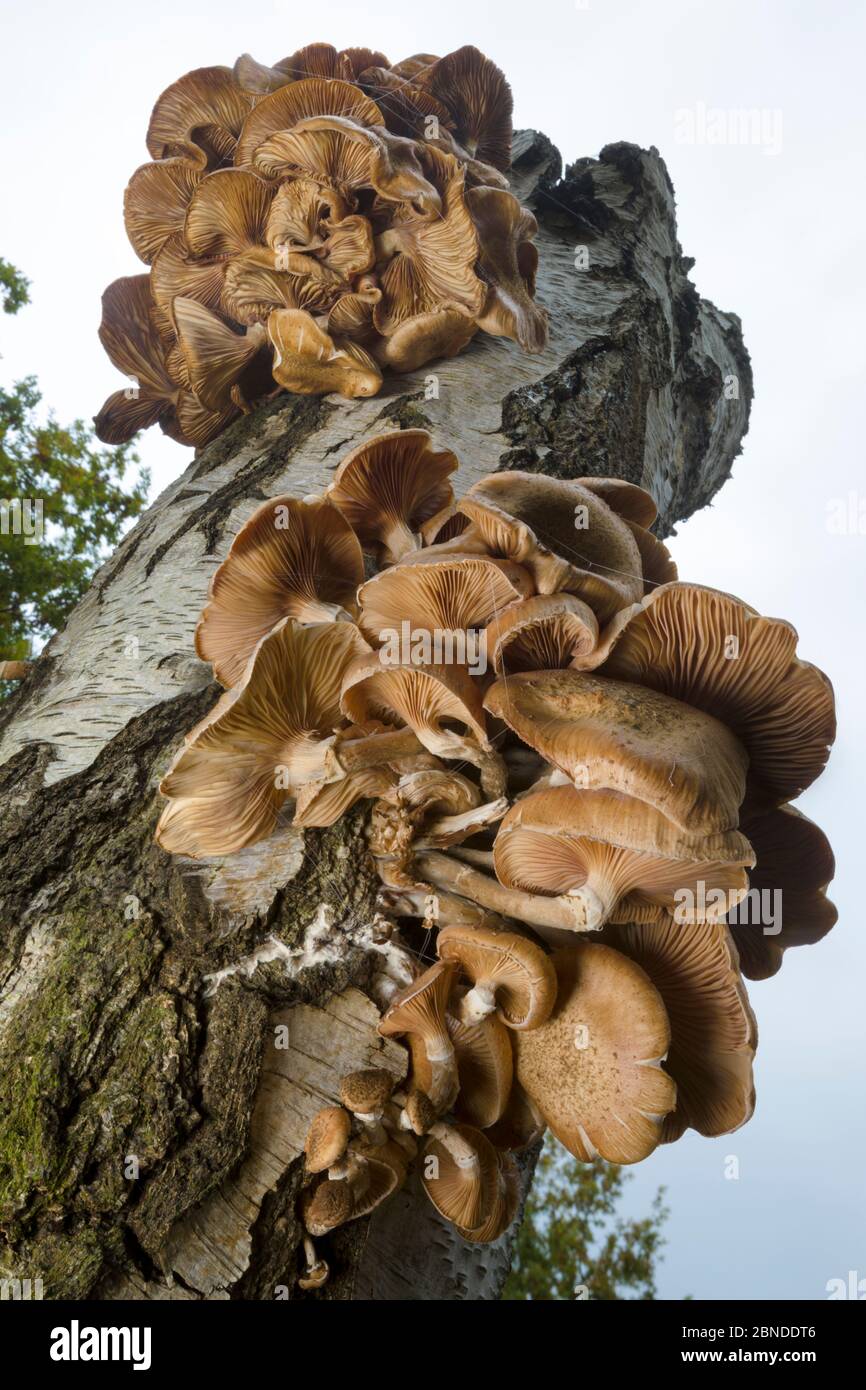 Dead birch tree hi-res stock photography and images - Alamy
