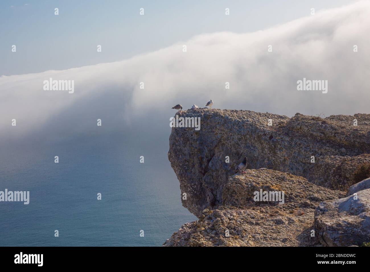 Seagull bird standing feet on cliff in Atlantic Ocean Stock Photo - Alamy