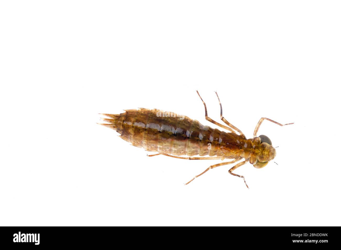 Dragonfly larva (Anisoptera) in field studio, France, April ...