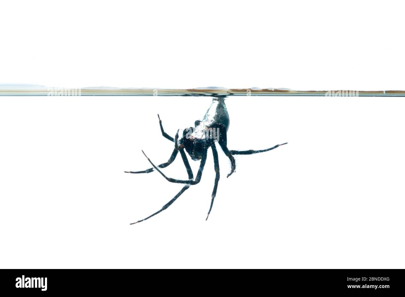Diving bell spider (Argyroneta aquatica) underwater gathering air ...