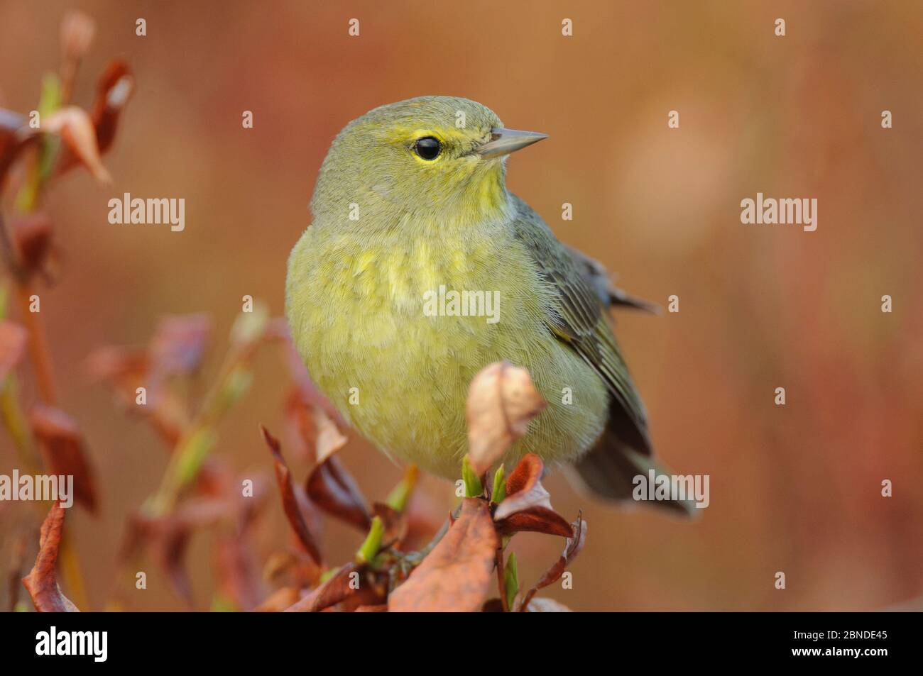 Orange-crowned warbler (Vermivora celata celata) Seward Peninsula ...