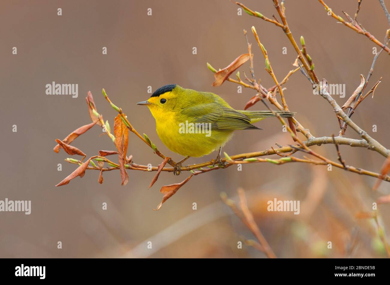 Wilsons Warbler Wilsonia Pusilla Male Seward Peninsula Alaska Usa