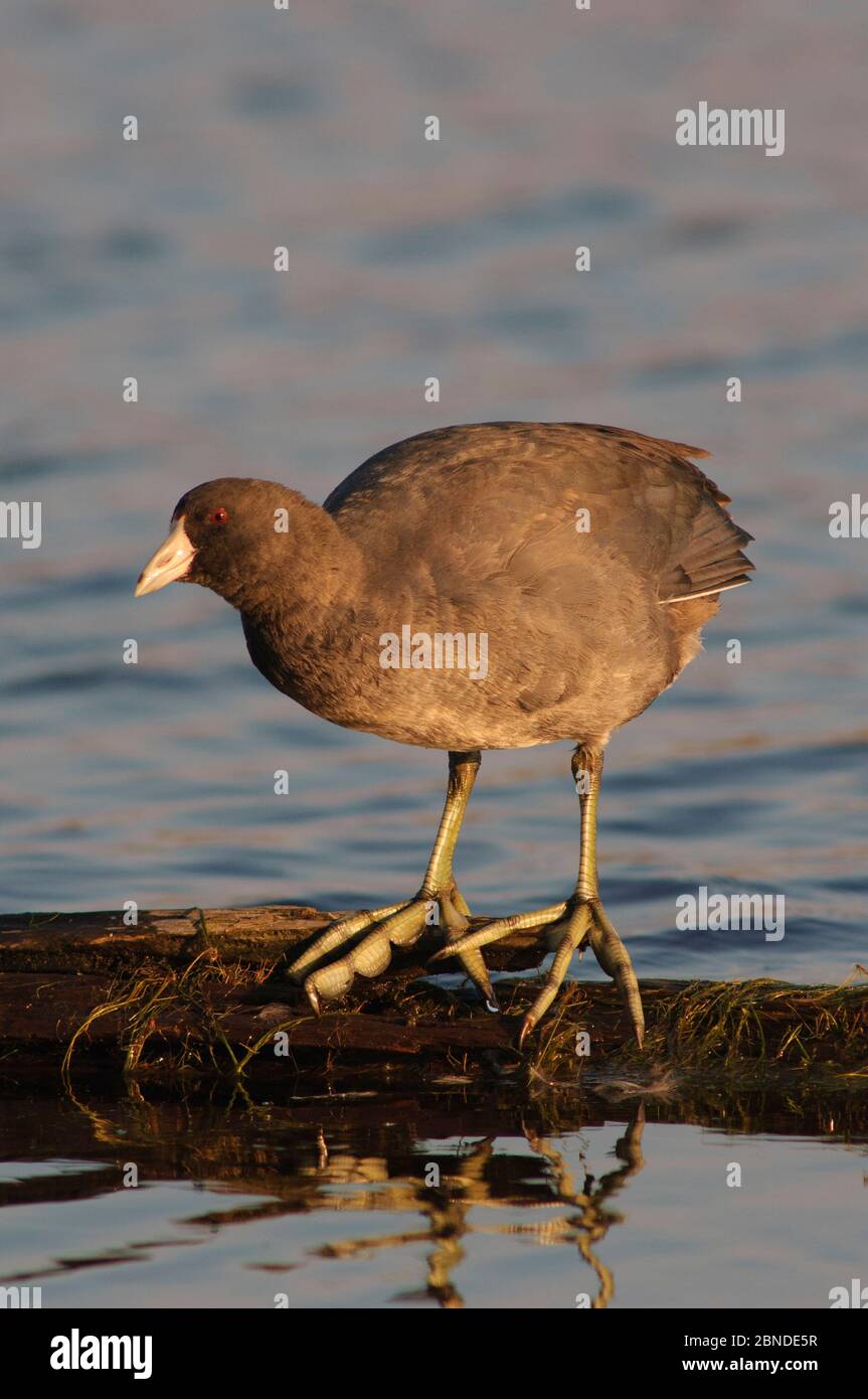 American coot (Fulica americana) showing large lobed toes. Pocosin ...
