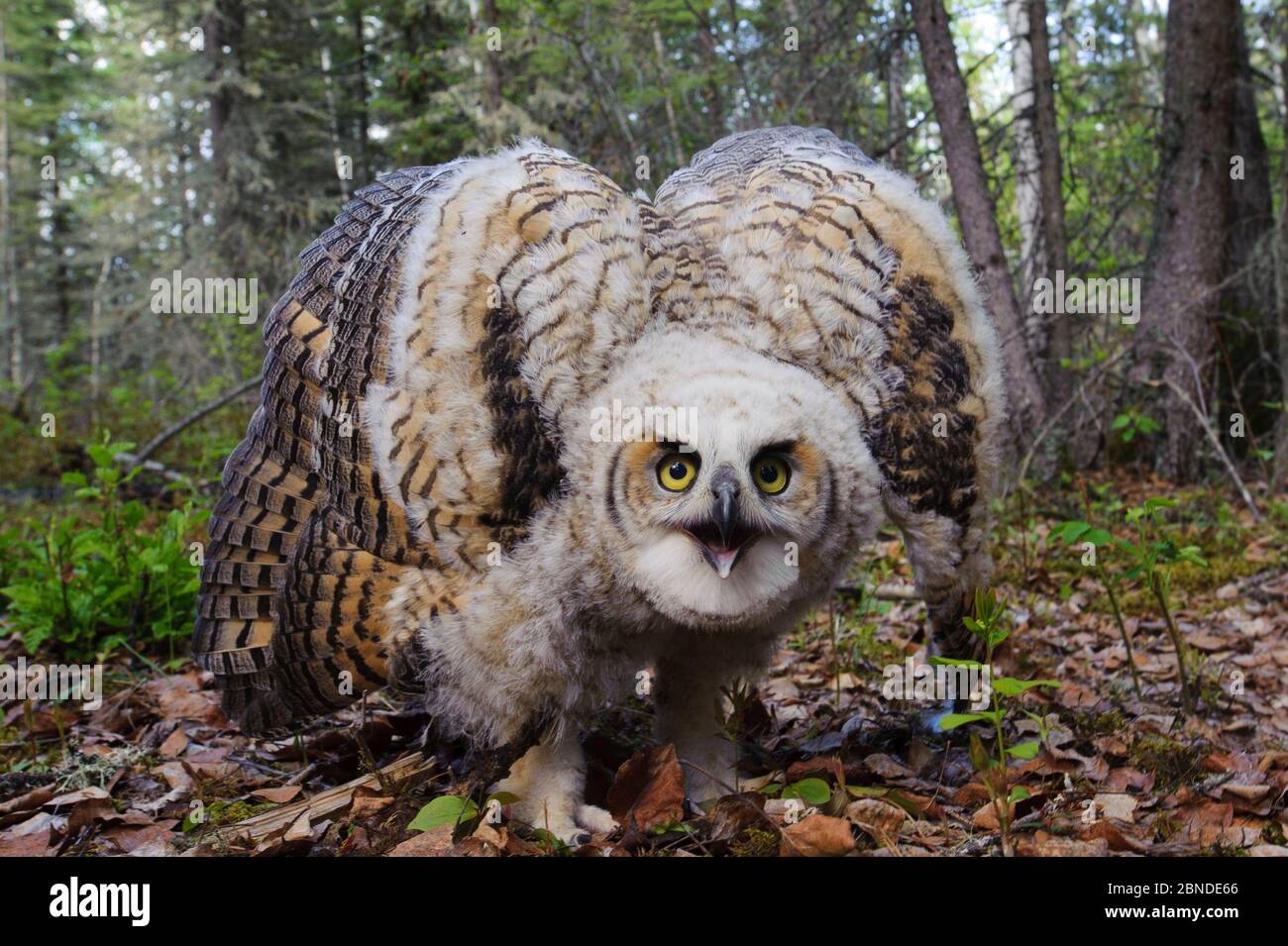 Great horned owl (Bubo virginianus) in defensive posture. Alberta ...