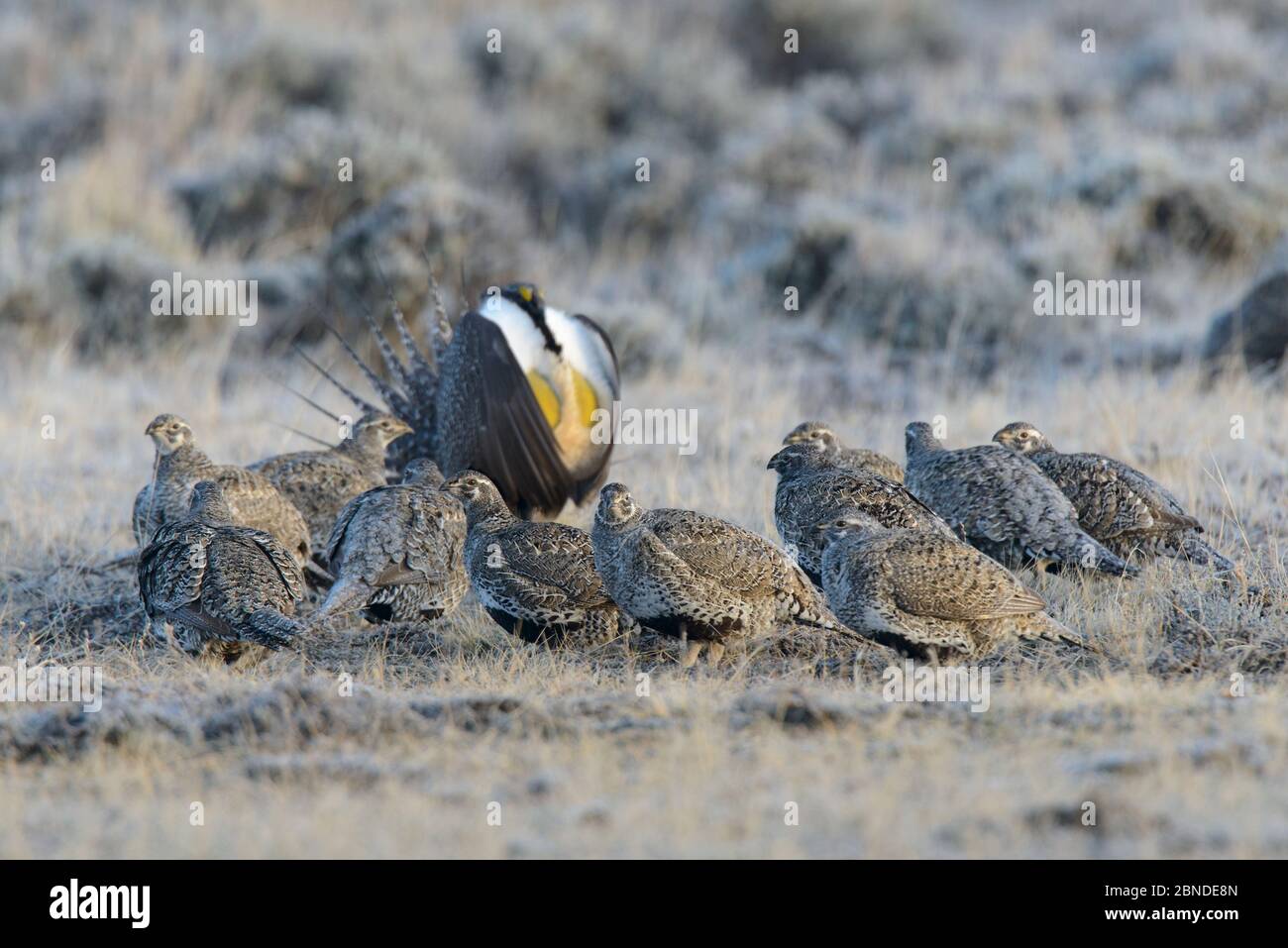 Sage hen hi-res stock photography and images - Alamy