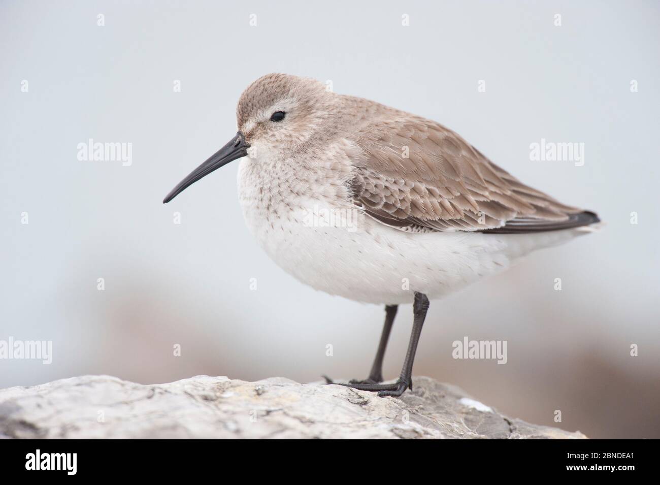 New jersey usa january hi-res stock photography and images - Alamy