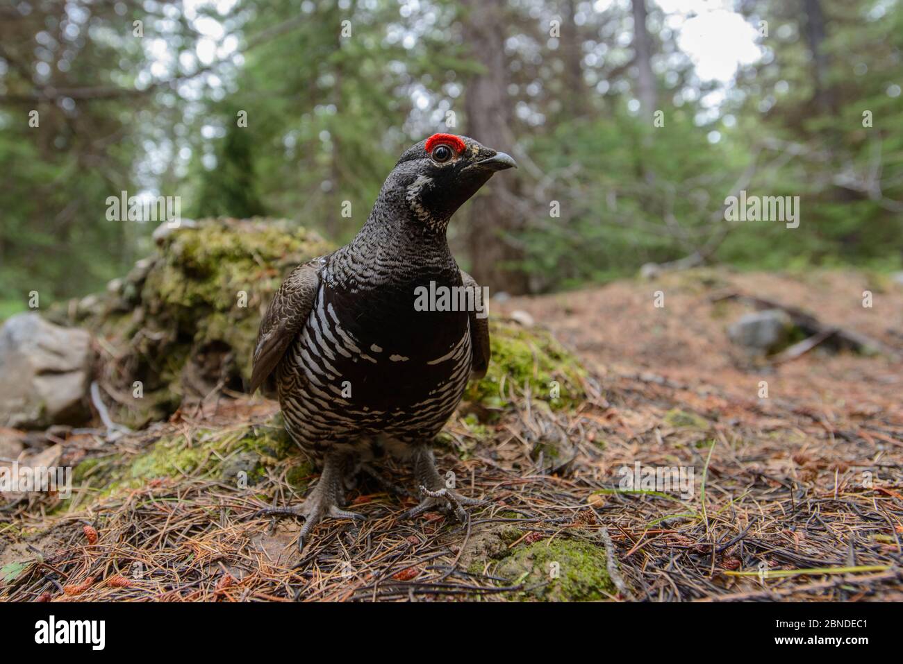 Spruce grouse (Falcipennis canadensis) male in forest, Okanogan County ...