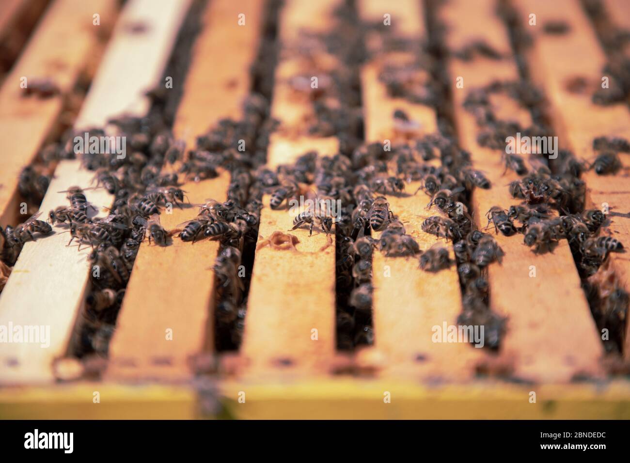 Honeybee drone apis mellifera hi-res stock photography and images - Alamy