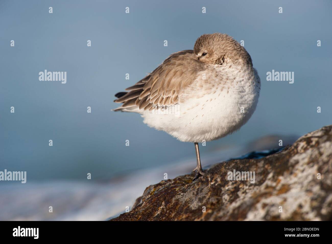 Dunlin (Calidris alpina) in winter pluamge roosting with head under ...