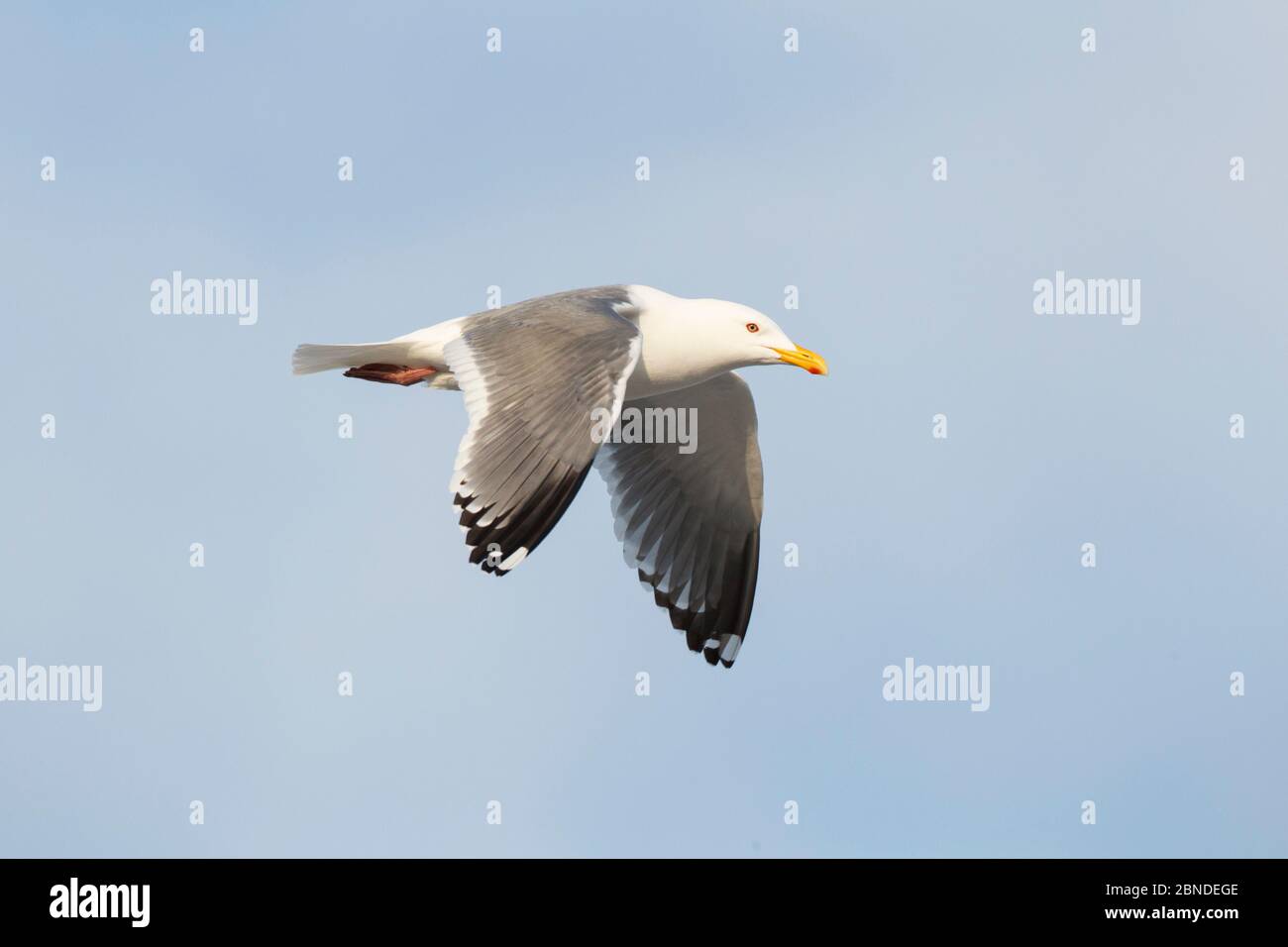 Vega gull (Larus vegae) in flight. Chukotka, Russia. May Stock Photo ...