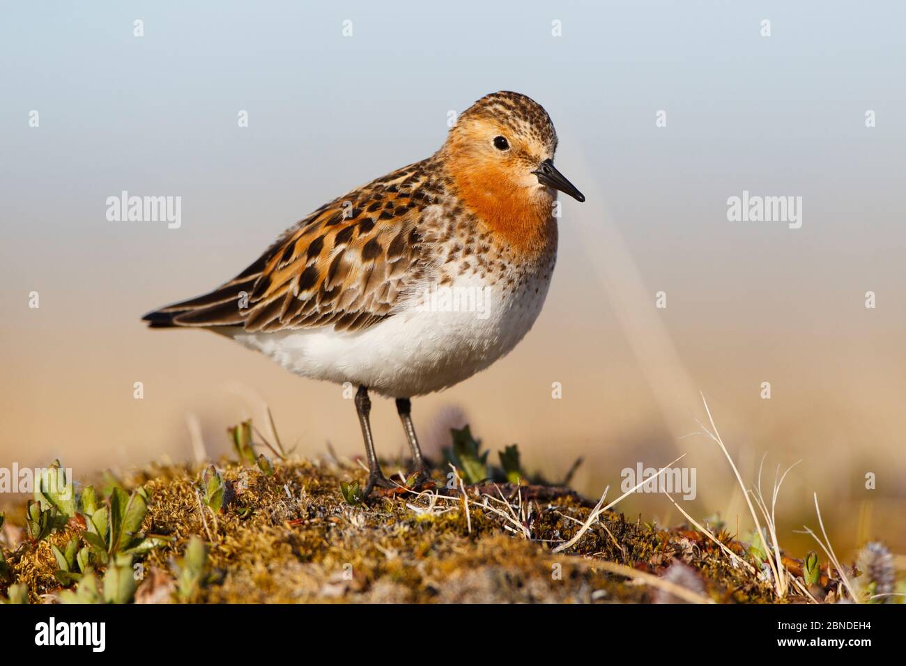 Red necked stint hi-res stock photography and images - Alamy