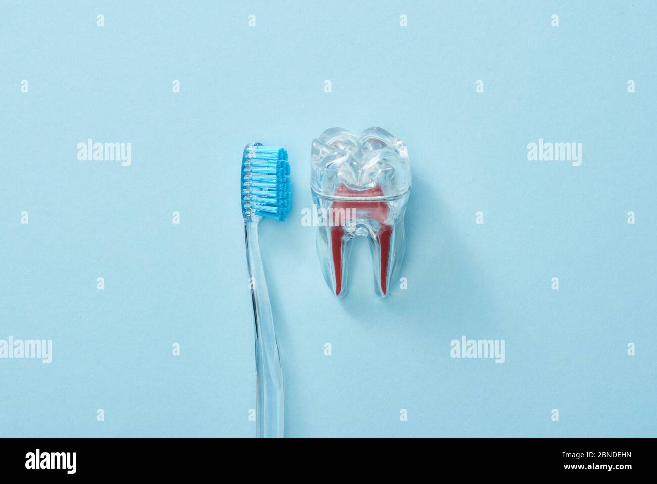 False transparent plastic tooth hi-res stock photography and images - Alamy