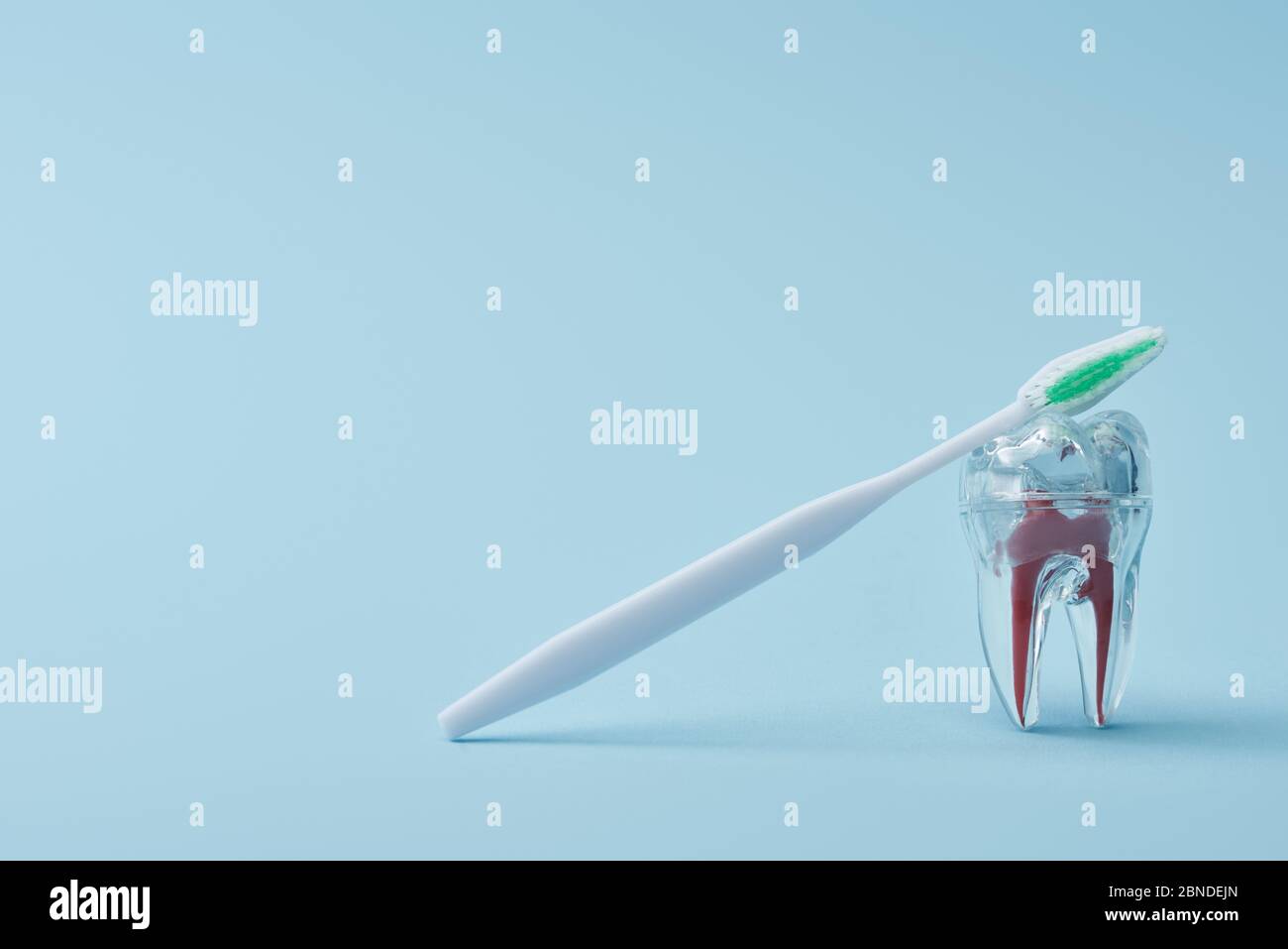 Plastic white toothbrush and artificial transparent plastic tooth on ...