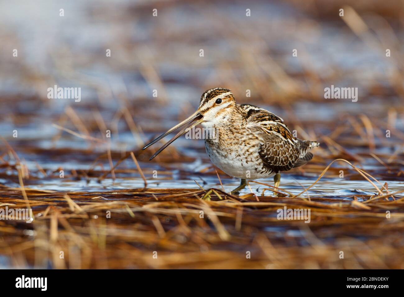 Common snipe (Gallinago gallinago) vocalizing in a tundra wetland ...