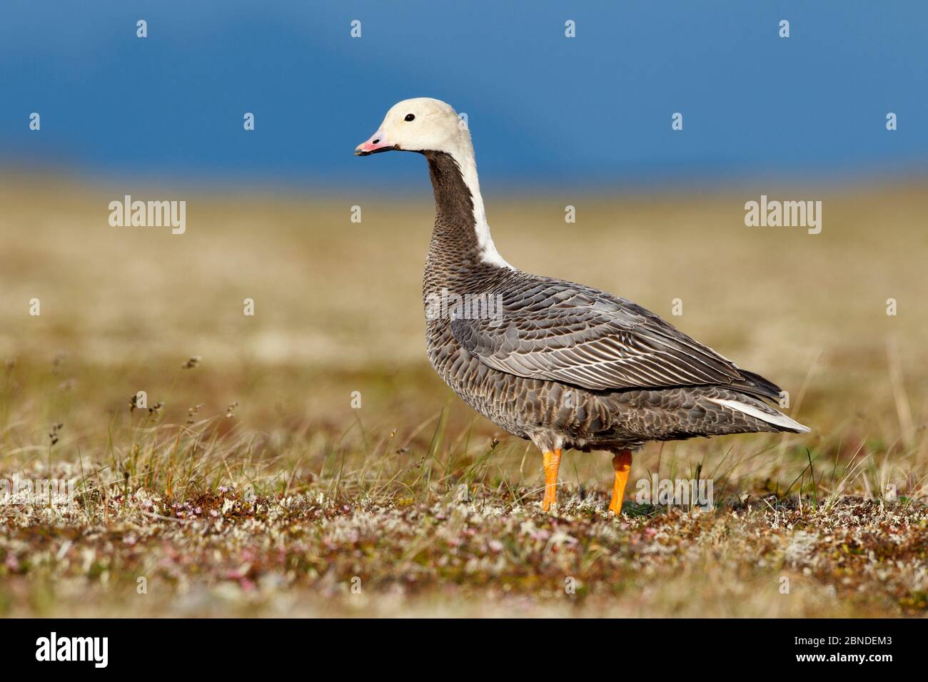 Emperor goose (Chen canagica) on the Russian breeding grounds. Chukotka ...