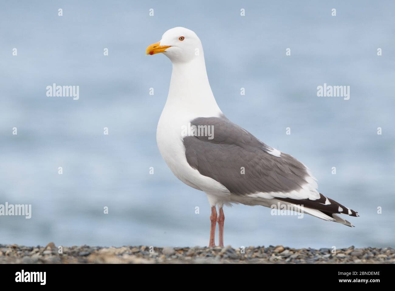Vega gull (Larus vegae) Chukotka, Russia. June Stock Photo - Alamy