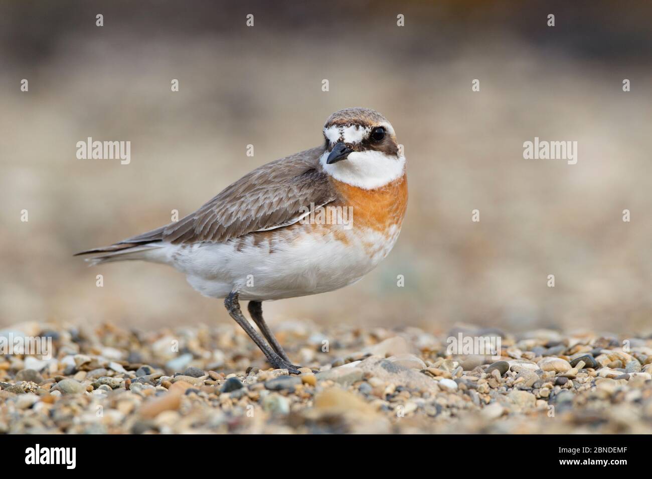 Lesser sand plover (Charadrius mongolus) female. Chukotka, Russia. June ...