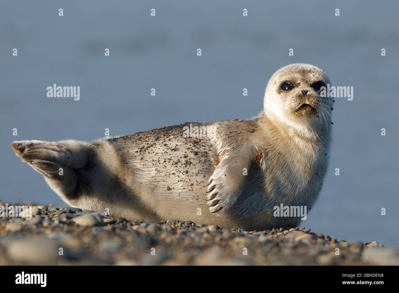 Spotted seal (Phoca largha) pup resting on a the gravel beach of the ...