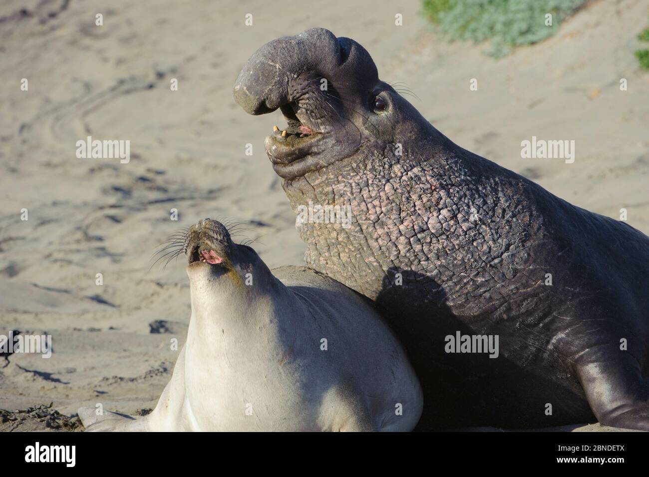 Northern elephant seal male female hi-res stock photography and images ...