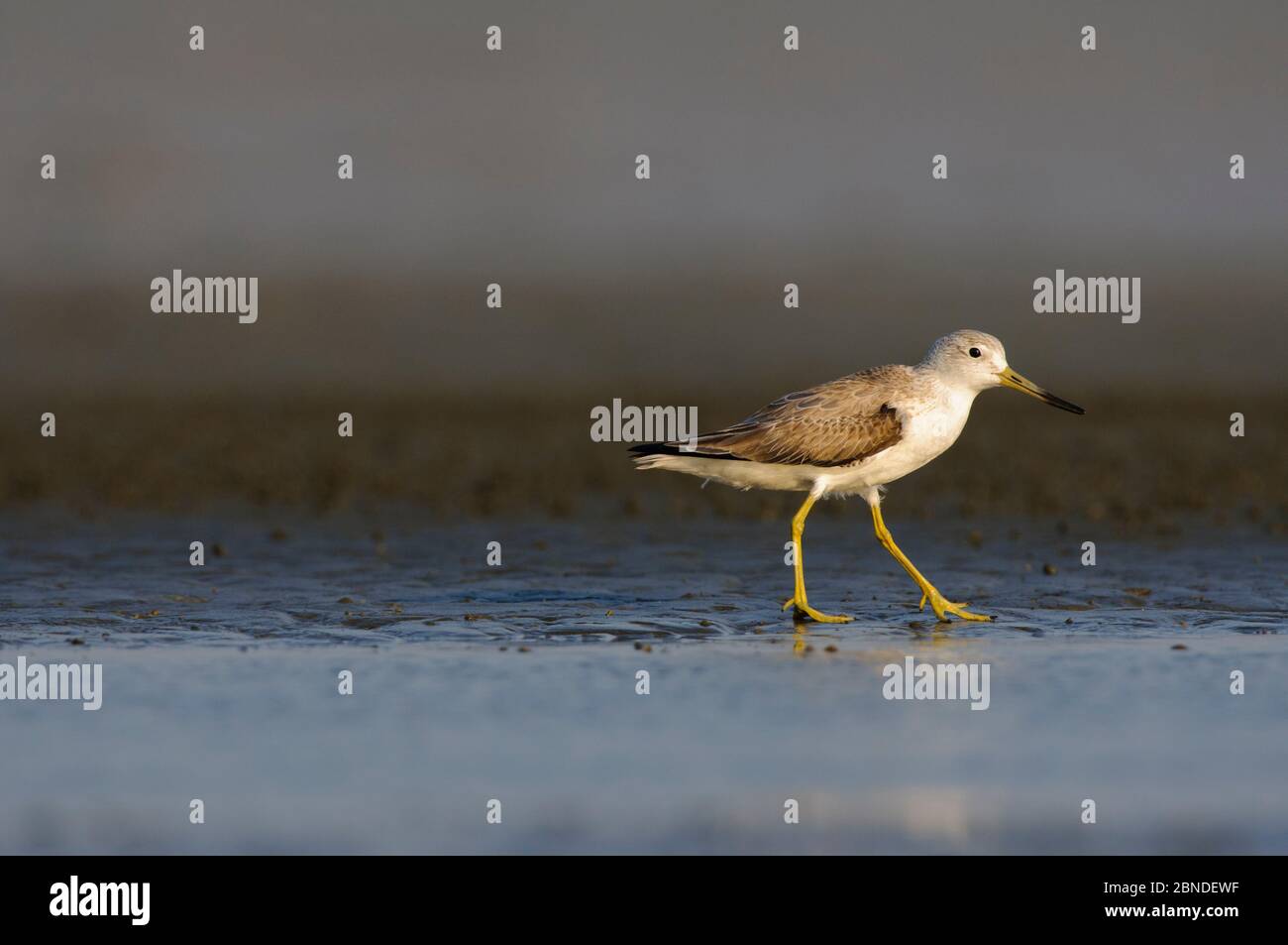 Nordmann's greenshank (Tringa guttifer) on its wintering grounds ...